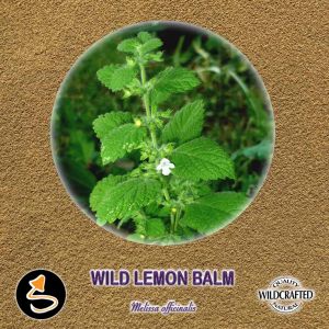 Wild Lemon Balm - Zitronenmelisse Pulver 10g jetzt günstig bestellen ...